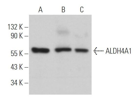 Aldehyde dehydrogenase 4-A1/P5CDH/ALDH4A1抗体 (F-1) | SCBIO - Santa Cruz ...