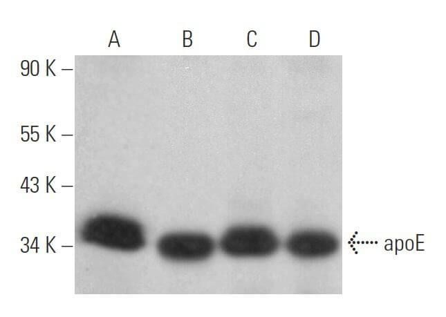 apolipoprotein E/apoE抗体 (A1.4) | SCBIO - Santa Cruz Biotechnology