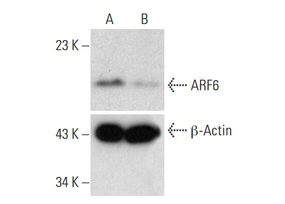 ARF6 Antibody (3A-1) | 圣克鲁斯生物技术