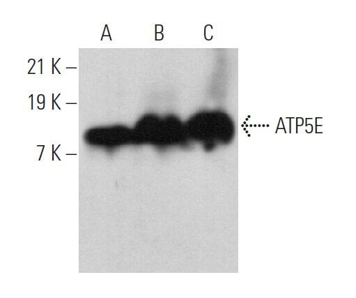 ATP5E抗体 (A-12) | SCBIO - Santa Cruz Biotechnology