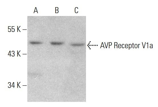 AVP Receptor V1a抗体 (H-70) | SCBIO - Santa Cruz Biotechnology