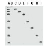 Broad Range Markers | SCBIO - Santa Cruz Biotechnology