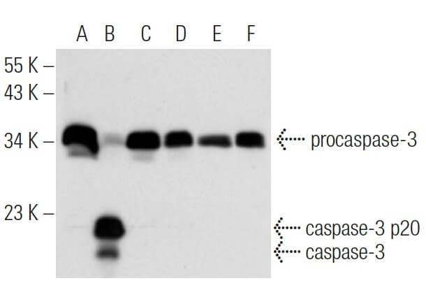 caspase-3抗体 (31A1067) | SCBIO - Santa Cruz Biotechnology