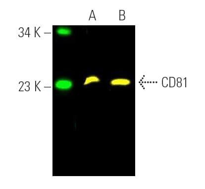 CD81抗体 (B-11) | SCBIO - Santa Cruz Biotechnology