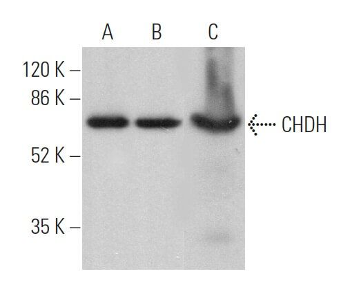 CHDH抗体 (C-5) | SCBIO - Santa Cruz Biotechnology