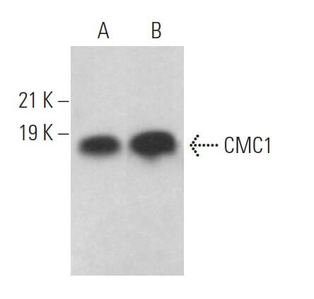 CMC1抗体 (A-3) | SCBIO - Santa Cruz Biotechnology