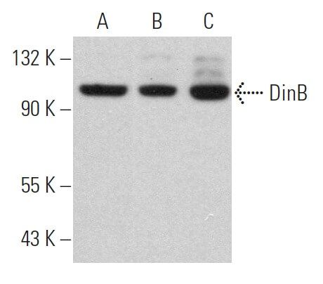 DinB抗体 (A-9) | SCBIO - Santa Cruz Biotechnology