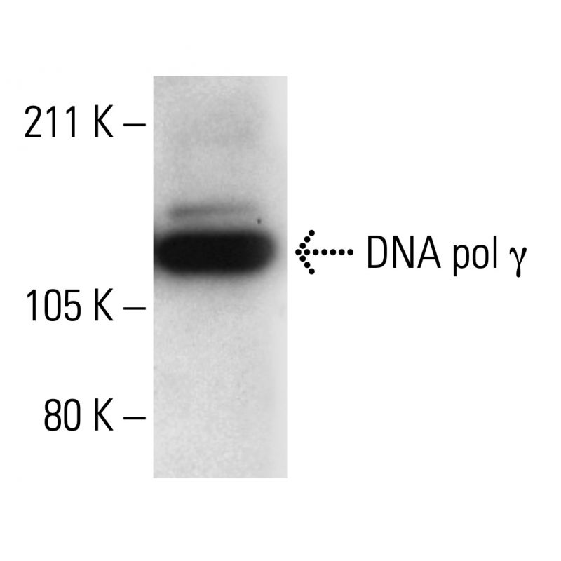 DNA pol γ抗体 (G-6) | SCBIO - Santa Cruz Biotechnology
