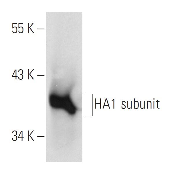 HA-Tag抗体 (4C12) | SCBIO - Santa Cruz Biotechnology