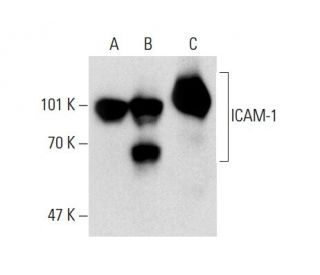 ICAM-1抗体 (M-19) | SCBIO - Santa Cruz Biotechnology