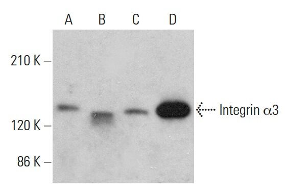 Integrin α3/ITGA3/CD49c抗体 (A-3) | Santa Cruz Animal Health