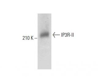 IP3R-II Antibody (A-5) | 圣克鲁斯生物技术