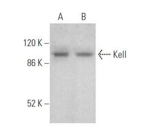 Kell Antibody (A-10) - Western Blotting - Image 373910