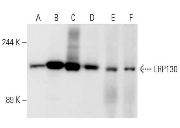 LRP130抗体 (F-7) | SCBIO - Santa Cruz Biotechnology