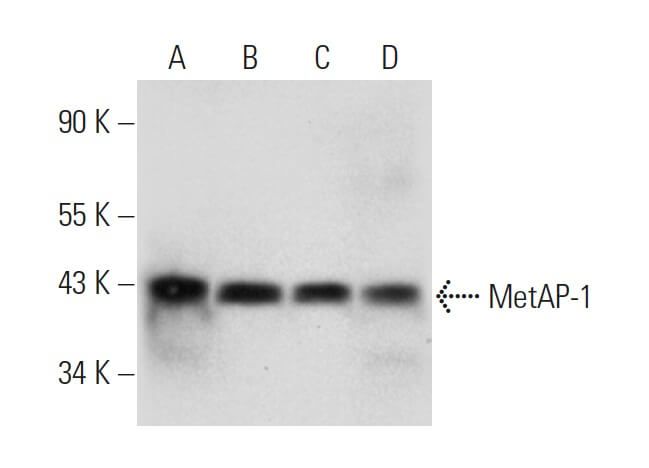 MetAP-1抗体 (G-9) | SCBIO - Santa Cruz Biotechnology