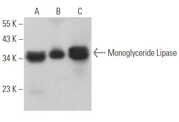 Monoglyceride Lipase抗体 (C-11) | SCBIO - Santa Cruz Biotechnology