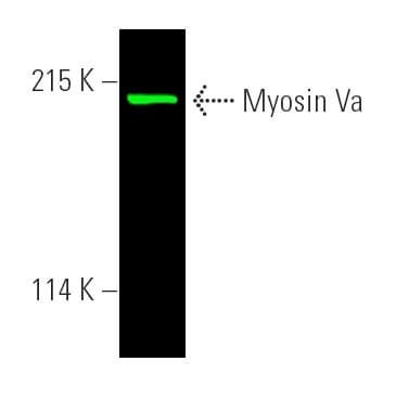 Myosin Va抗体 (G-4) | SCBIO - Santa Cruz Biotechnology