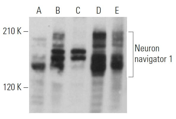 Neuron navigator 1 Antibody (G-12) | 圣克鲁斯生物技术