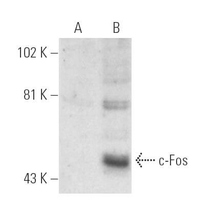 NIH/3T3 + PMA nuclear extract | SCBIO - Santa Cruz Biotechnology