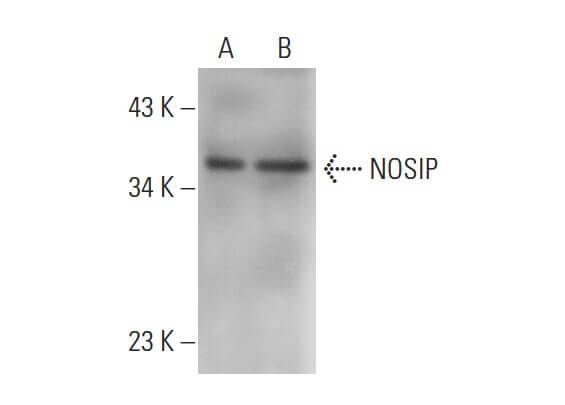 NOSIP抗体 (C-3) | SCBIO - Santa Cruz Biotechnology