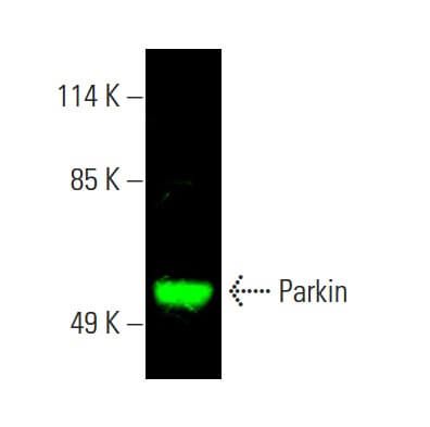 Parkin抗体 (PRK8) | SCBIO - Santa Cruz Biotechnology