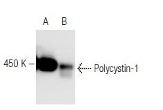 Polycystin-1抗体 (C-20) | SCBIO - Santa Cruz Biotechnology