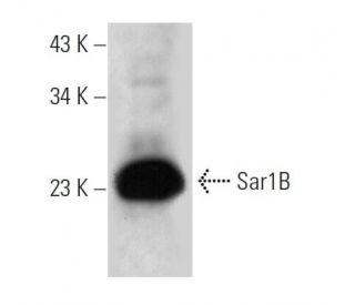 Sar1B Antibody (AT1C7) | 圣克鲁斯生物技术