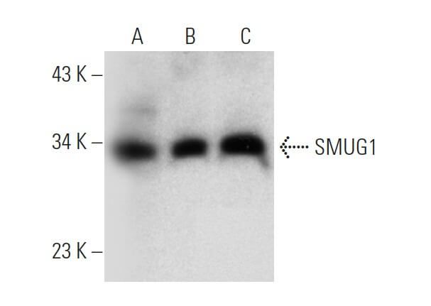 SMUG1抗体 (A-1) | SCBIO - Santa Cruz Biotechnology