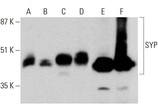SYP/Synaptophysin抗体 (D-4) | SCBIO - Santa Cruz Biotechnology