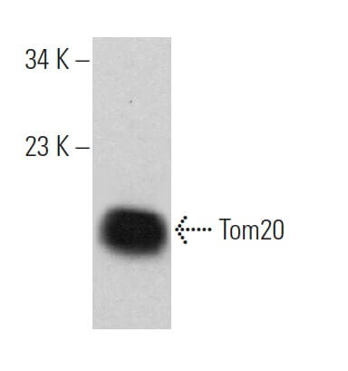 Tom20 Antibody (F-10) | 圣克鲁斯生物技术
