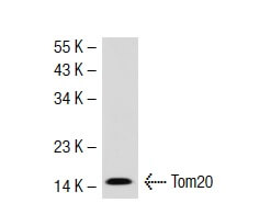 Tom20 Antibody (F-10) | 圣克鲁斯生物技术