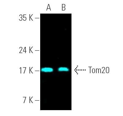 Tom20 Antibody (F-10) | 圣克鲁斯生物技术