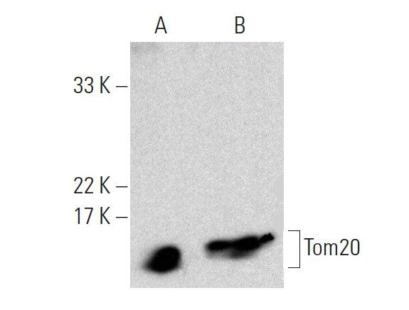 Tom20 Antibody (F-10) | 圣克鲁斯生物技术