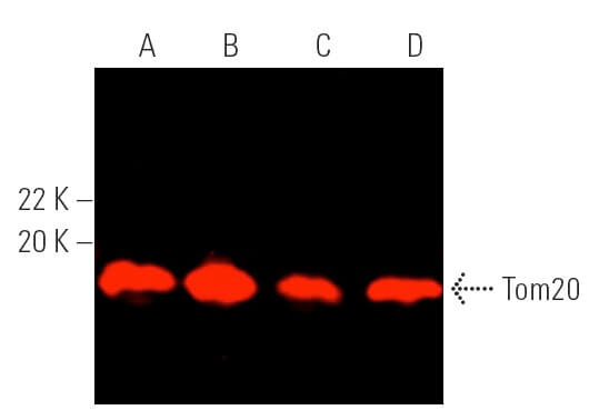 Anti-Tom20 Antibody (F-10) | 圣克鲁斯生物技术
