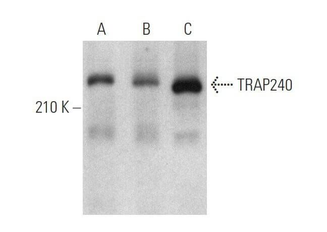 TRAP240抗体 (E-20) | SCBIO - Santa Cruz Biotechnology